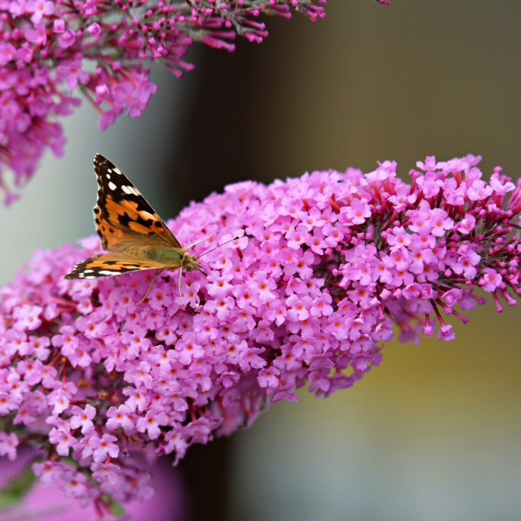 Buddleia - Van Zyverden