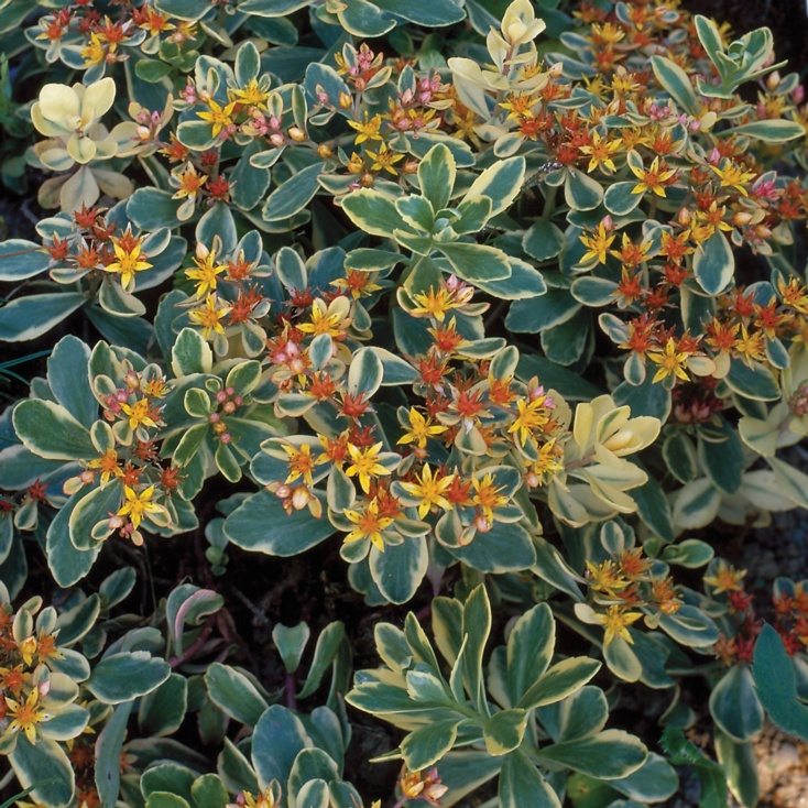 Sedum - Van Zyverden