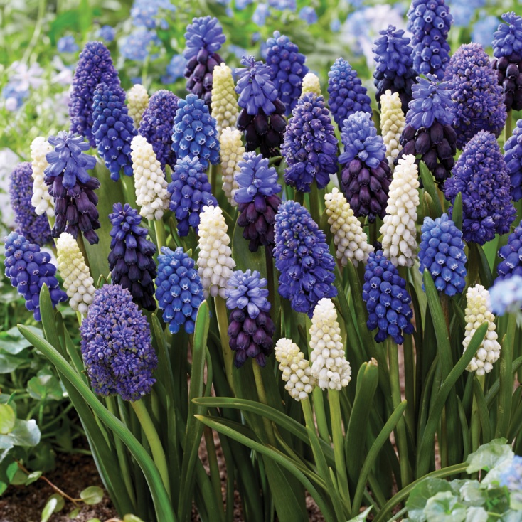 Muscari - Van Zyverden