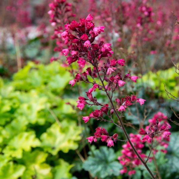 Heuchera - Van Zyverden