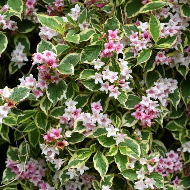Weigelia - Van Zyverden