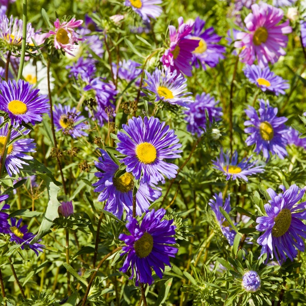 Aster - Van Zyverden